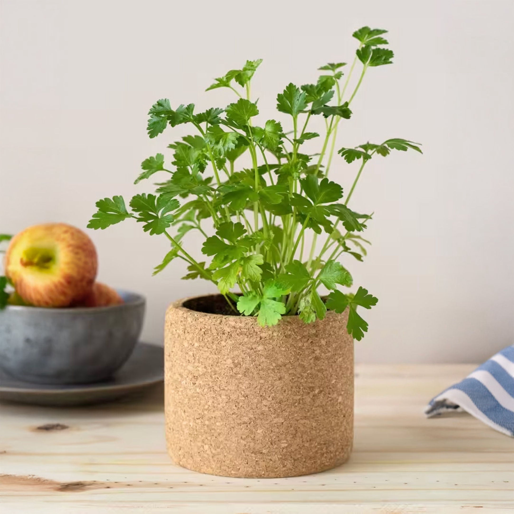Buy Cork Pot Herb Growing Kit | Parsley – Portuguese Treasures